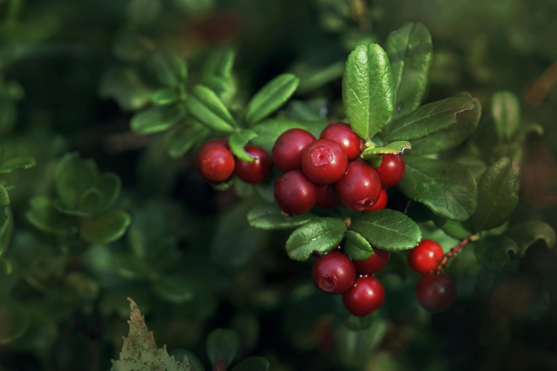 Lingonberries: The Scandinavian Secret to a Longer Life. – Swedishness